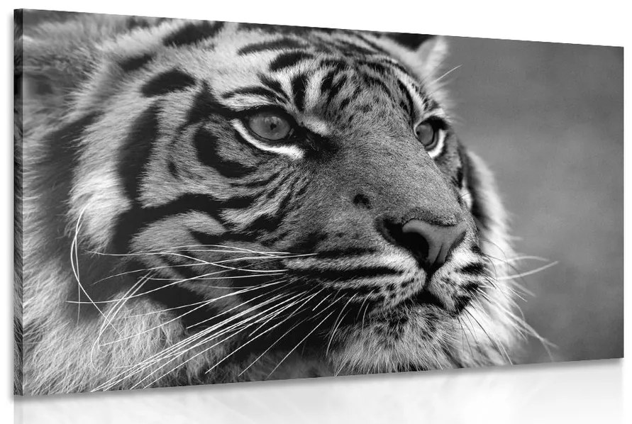 Obraz bengálský tygr v černobílém provedení Varianta: 60x40