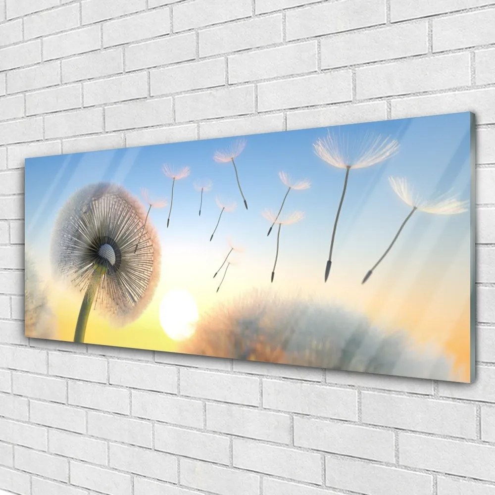Plexisklo-obraz Pampeliška Květiny 125x50 cm