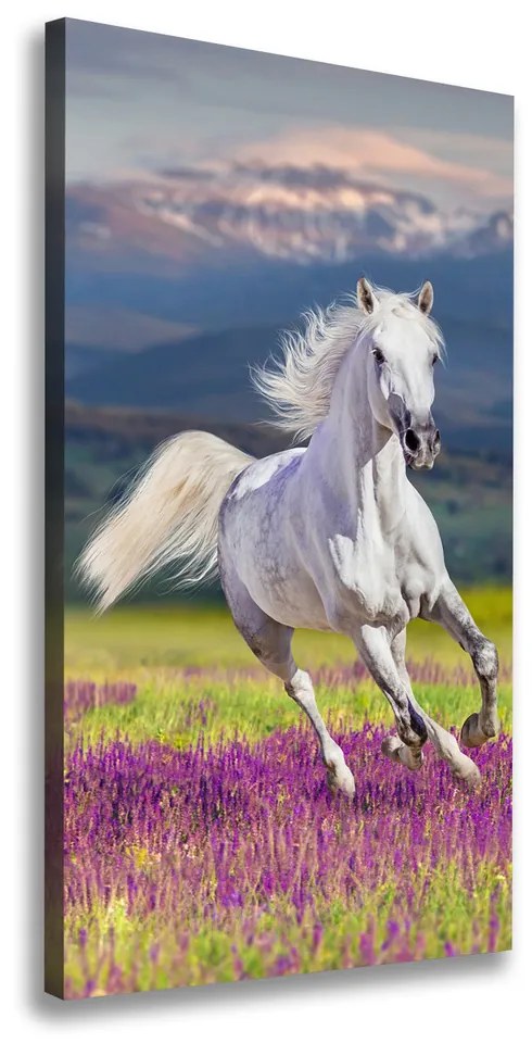 Wallmuralia Foto obraz na plátně Bílý kůň cval 50x100 cm