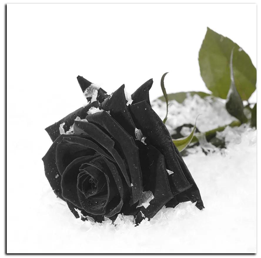 Obraz na plátně -  Růže na sněhu - čtverec 3103QA (50x50 cm)