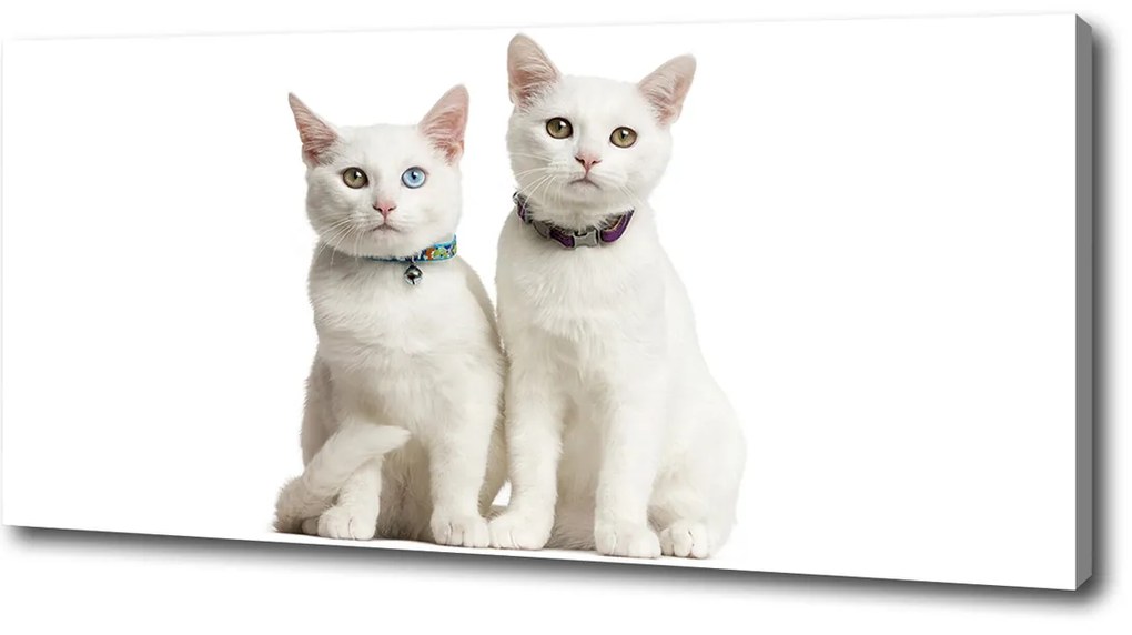 Foto obraz na plátně Bílé kočky