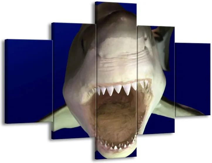 Zuřící žralok 100x70 cm