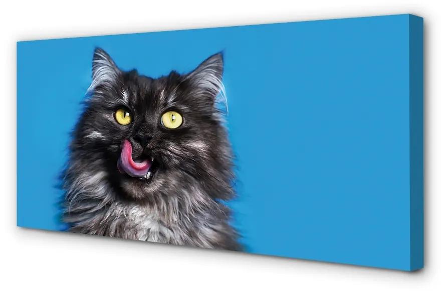 Obrazy na plátně Oblizujący kočka 100x50 cm