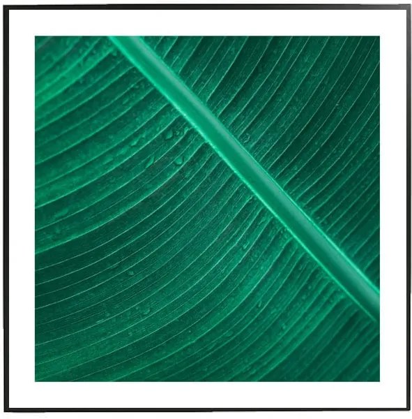 Banana leaf verso - 30x30 cm Obraz