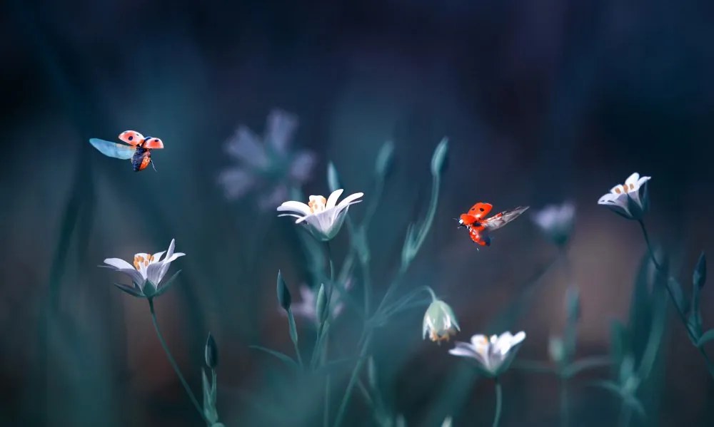 Vícedílný obraz Berušky A Květy V Makro Měřítku Nedostatek Nedostatek Přírodní plátno 250x150