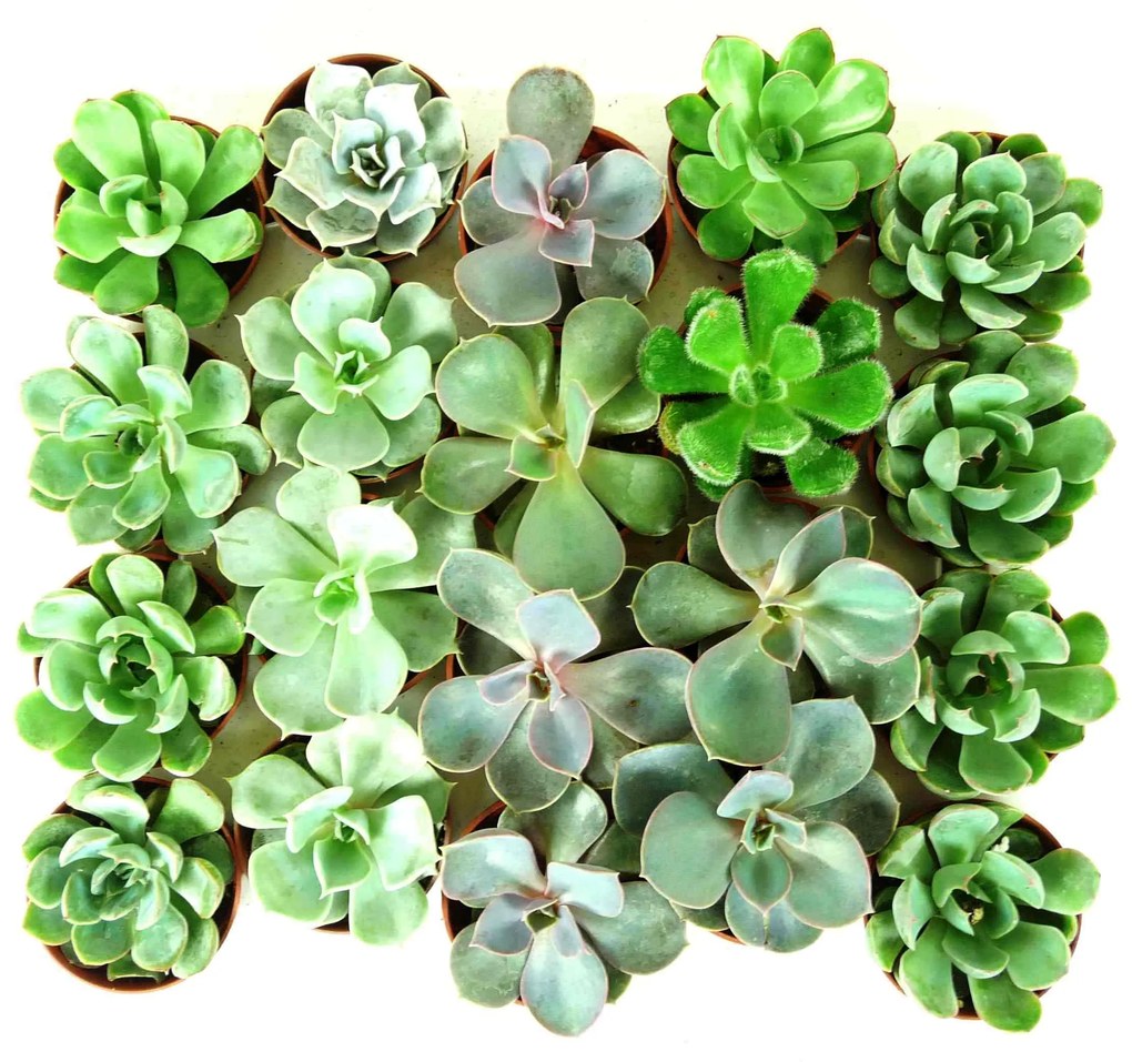 Echeveria mix, průměr 6 cm