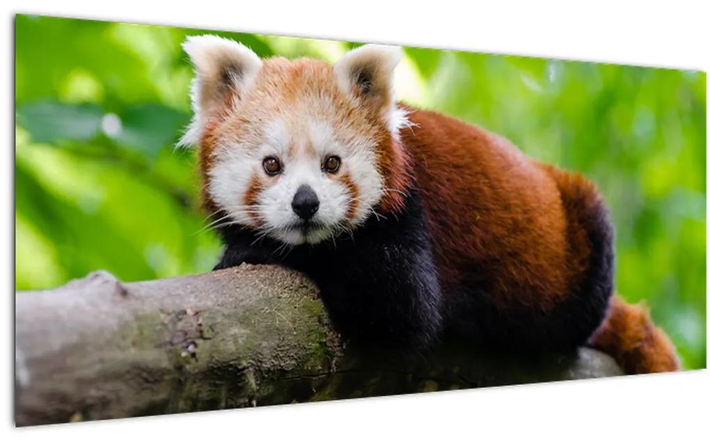Obraz pandy červené (100x40 cm), 40 dalších rozměrů
