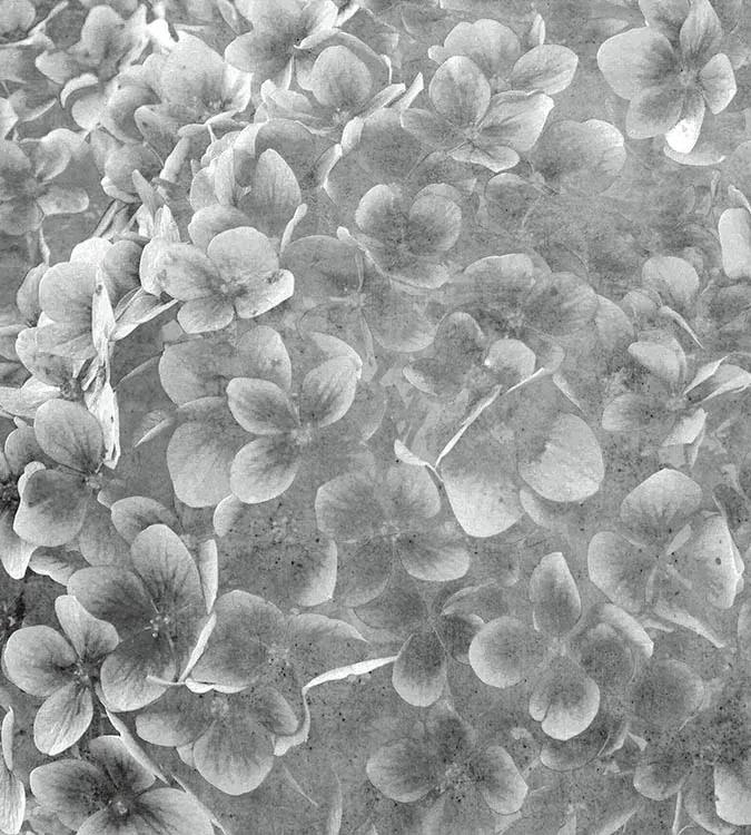 DIMEX | Vliesová fototapeta na zeď Abstrakt květy jabloně III. MS-3-0356 | 225 x 250 cm | šedá