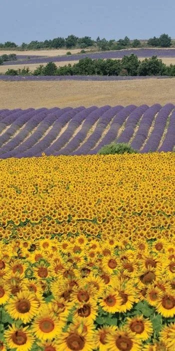 Fototapeta na zeď Sunflowers S-168 | 110 x 220 cm