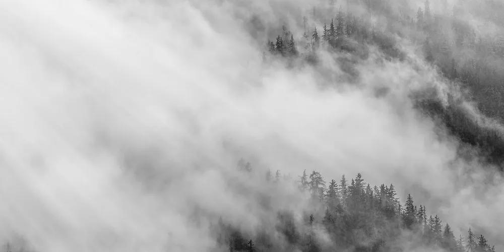 Obraz černobílý mlhavý les Varianta: 100x50