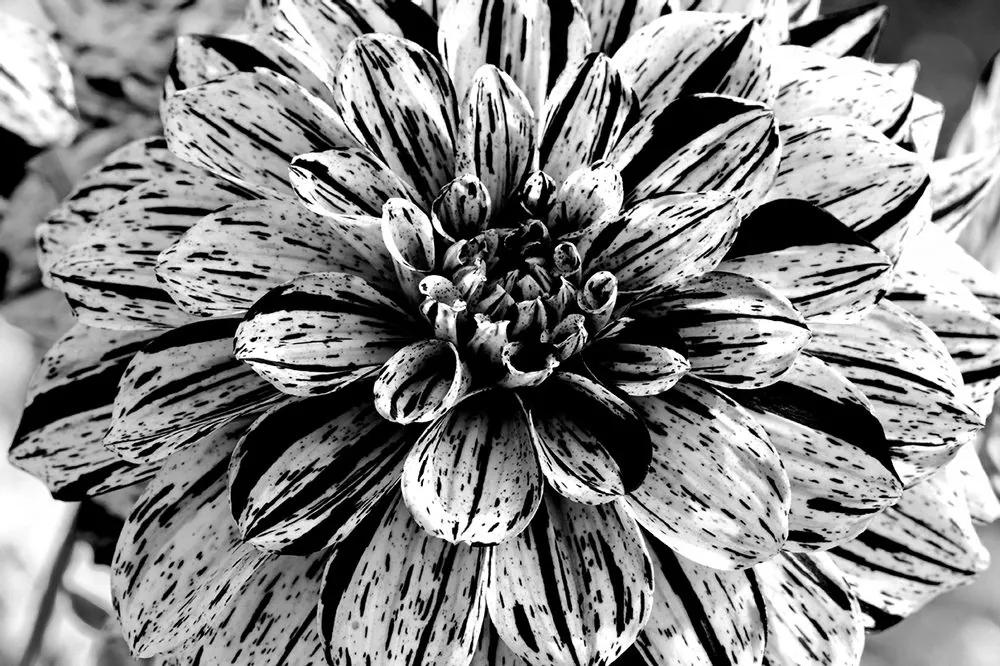 Tapeta rozkvetlý květ černobílý - 450x300 cm