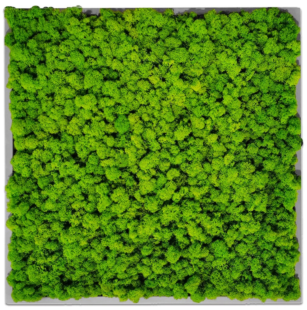 Mechdekor Obraz 56x56cm Finský Sobí mech světle zelený POLARMOSS (premium) v tenkém šedém dřevěném rámu