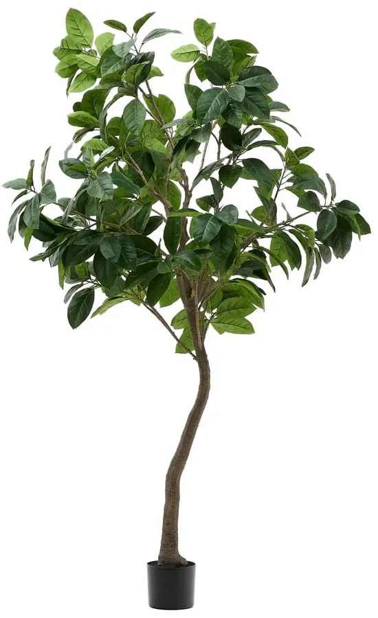 Umělý fíkus (výška 210 cm) Ficus – Kave Home