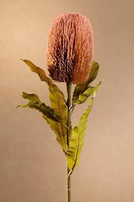 Paramit DRY BANKSIA Aranžovací květina růžová 65 cm