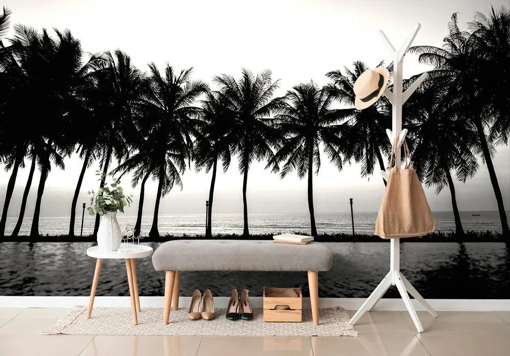 Samolepící tapeta západ slunce nad palmami v černobílém - 450x300 cm