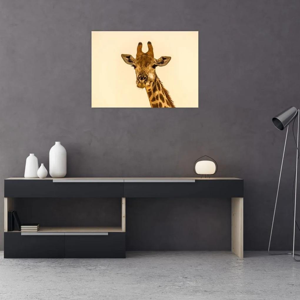 Skleněný obraz žirafy (70x50 cm)