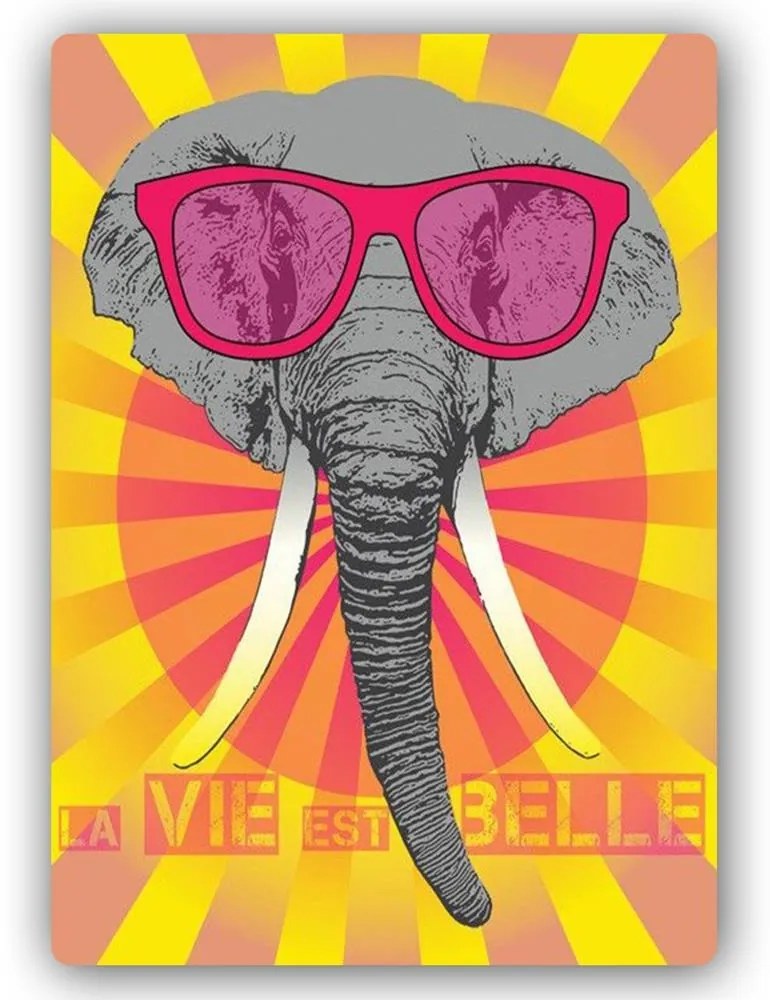 CARO Kovový obraz - Elephant With Glasses 40x60 cm