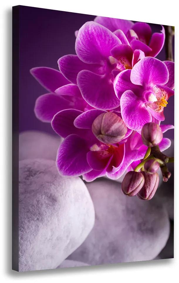 Wallmuralia Foto obraz na plátně Růžová orchidej 70x100 cm