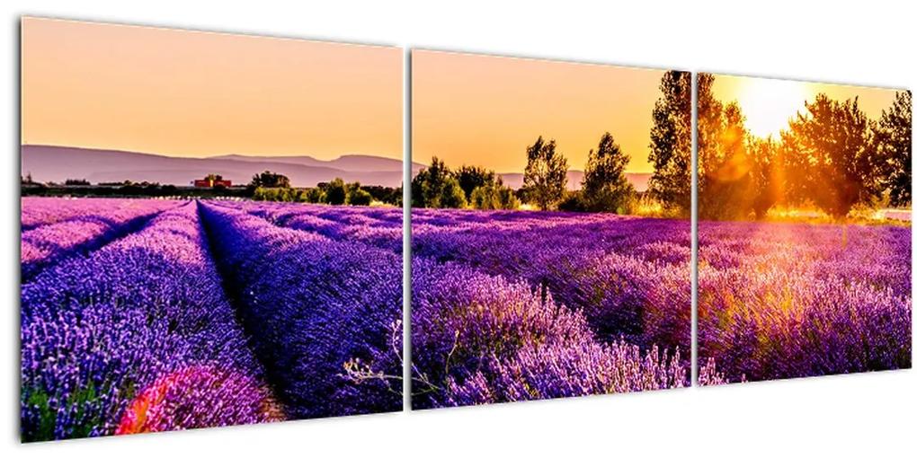 Obraz levandulového pole, Provence (150x50 cm), 40 dalších rozměrů