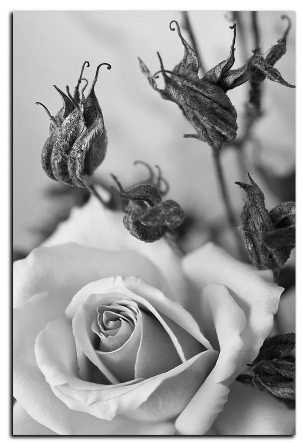 Obraz na plátně - Růže a uschlé rostliny - obdélník 7225QA (60x40 cm)
