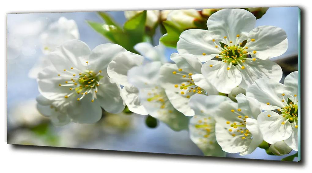 Foto obraz fotografie na skle Květ višně