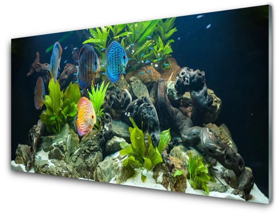 Obraz na skle Ryba Kameny Listy Příroda 120x60 cm
