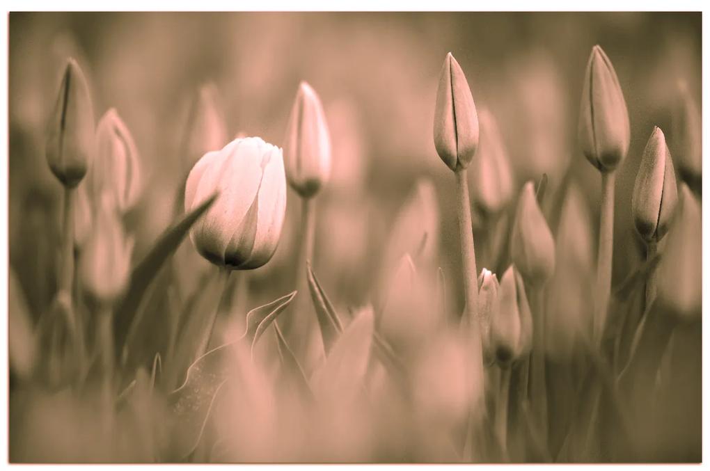 Obraz na plátně -  Tulipán kvetoucí  101FA (100x70 cm)