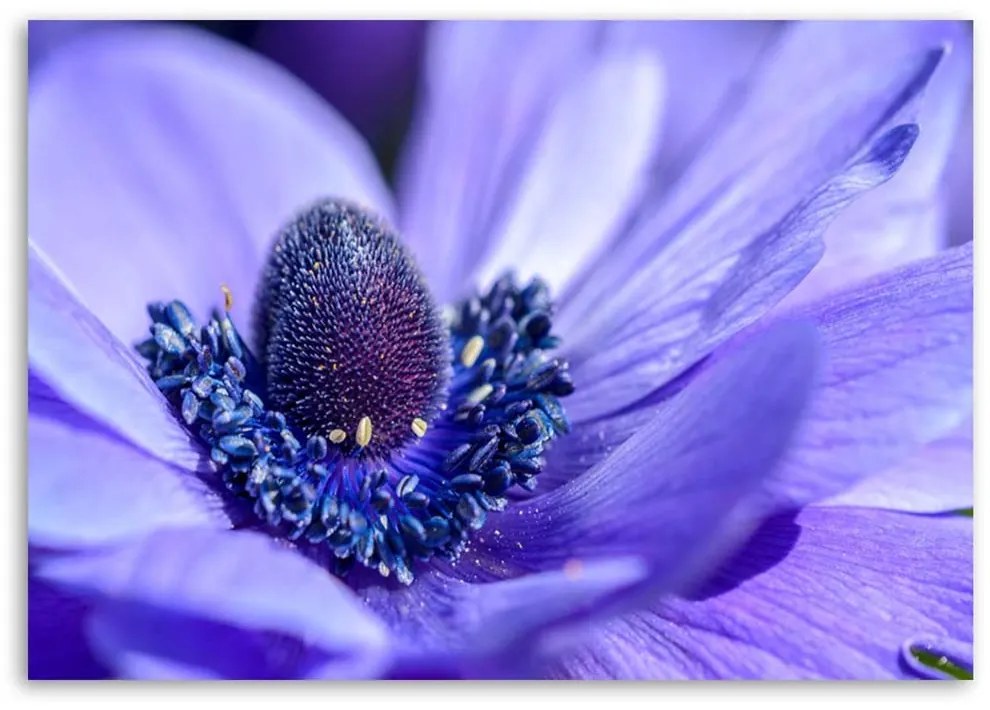 Gario Obraz na plátně Modrá a fialová květina Rozměry: 60 x 40 cm