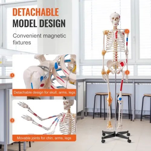 Model lidské kostry pro anatomii, 182 cm životní velikost