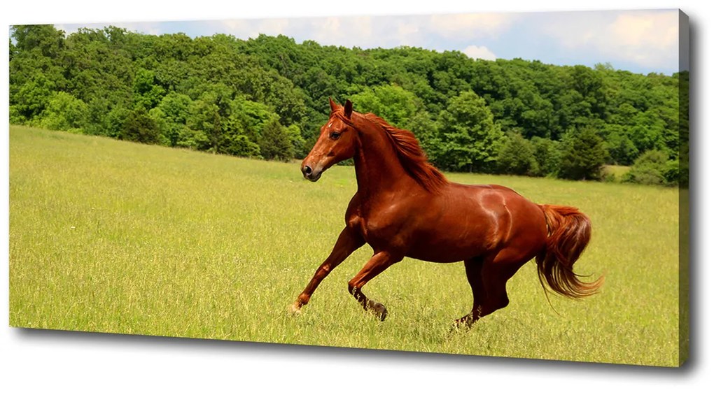 Foto obraz tištěný na plátně Kůň na louce