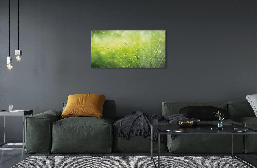 Obraz na skle Tráva kapky rosy 120x60 cm