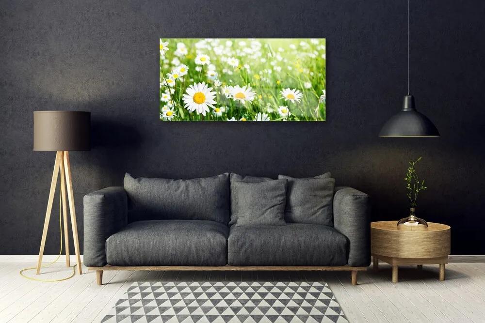 Obraz na skle Sedmikráska Květ Rostlina 140x70 cm