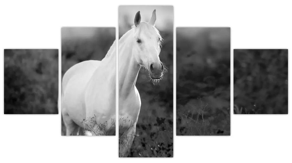 Obraz bílého koně na louce, černobílá (125x70 cm)