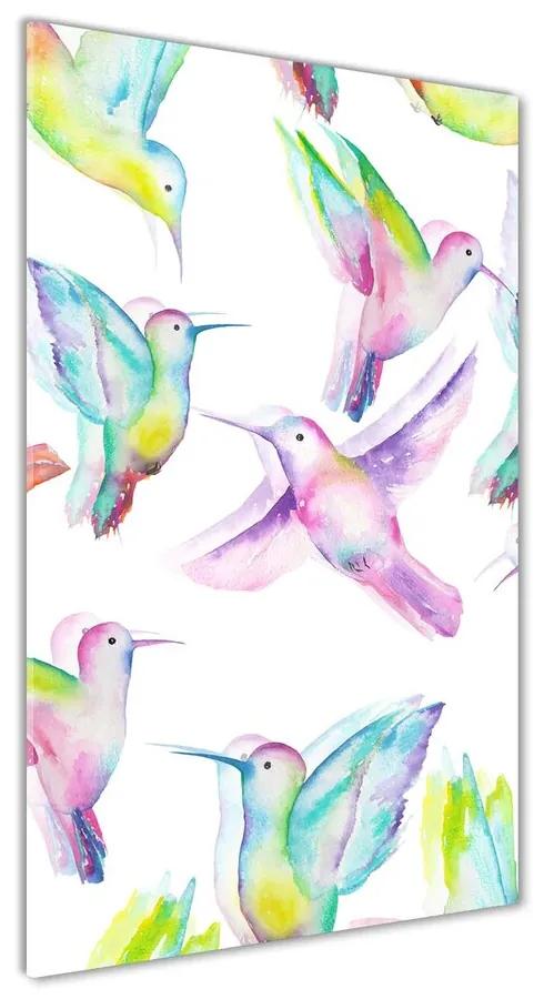 Wallmuralia Foto obraz skleněný svislý Barevní kolibříci 60x120 cm