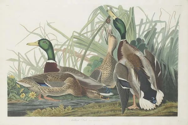 John James (after) Audubon - Obrazová reprodukce Mallard Duck, 1834, (40 x 26.7 cm)