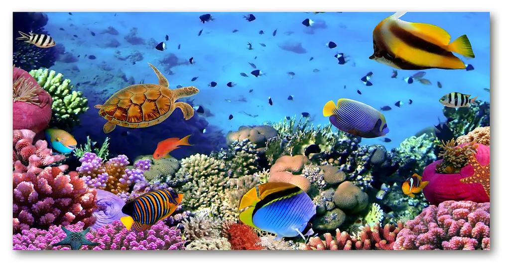 Foto obraz akrylový Korálový útes | BIANO