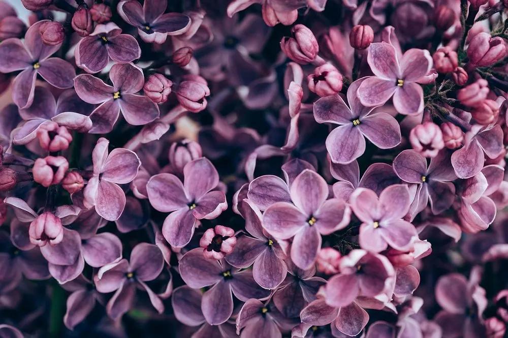 Samolepící fototapeta fialové květy šeříku - 450x300 cm