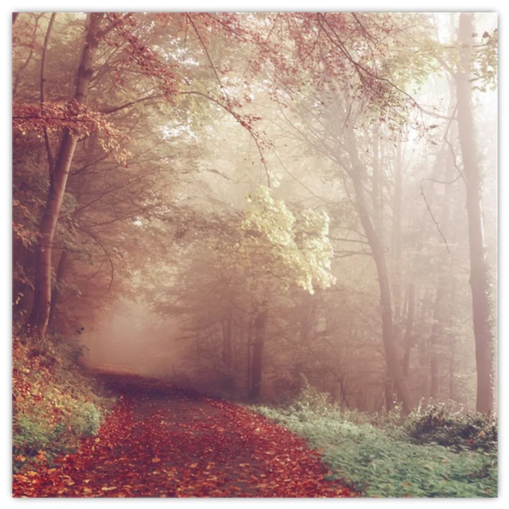 Obraz - Podzimní procházka lesem (30x30 cm)