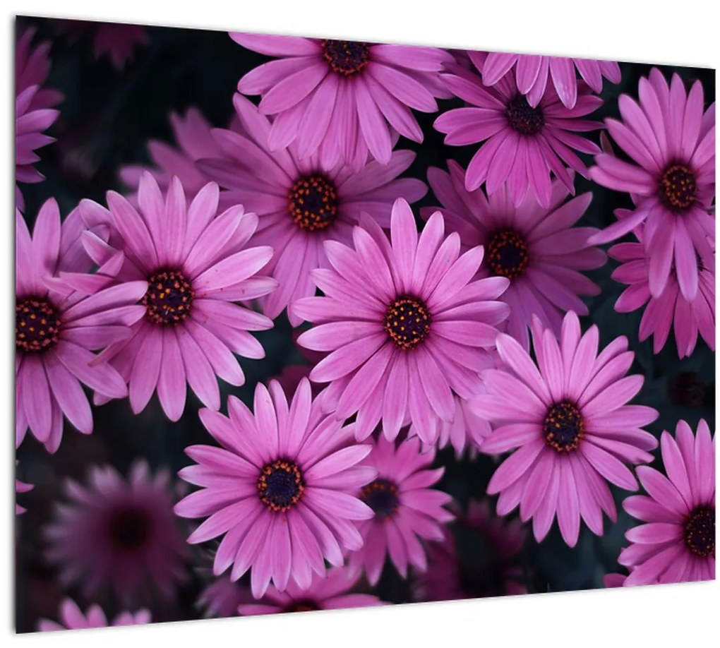 Skleněný obraz růžových květů (70x50 cm)