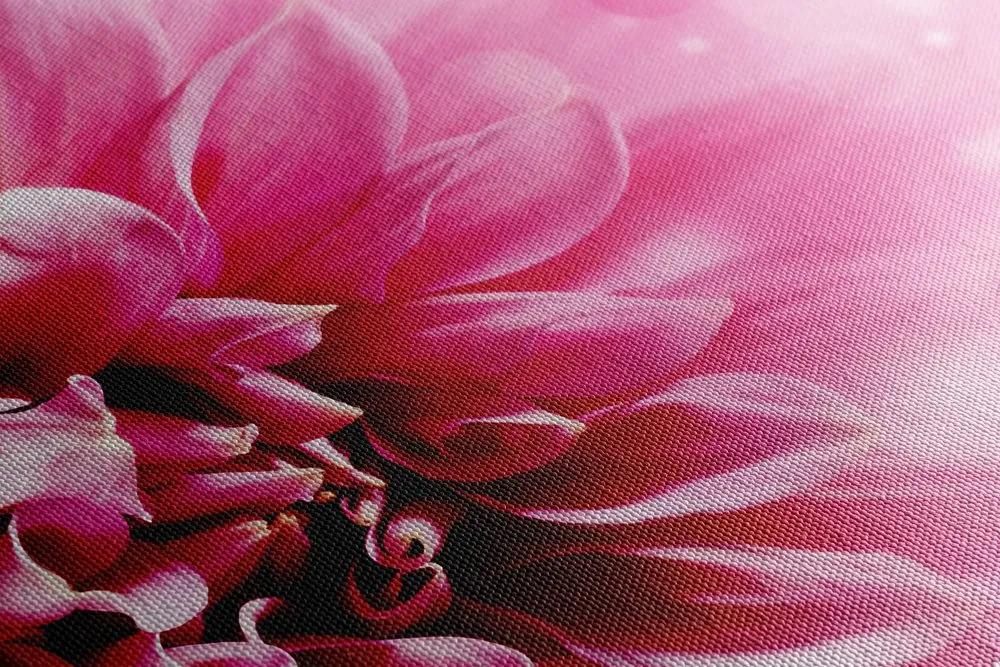 Obraz růžový květ Varianta: 90x60