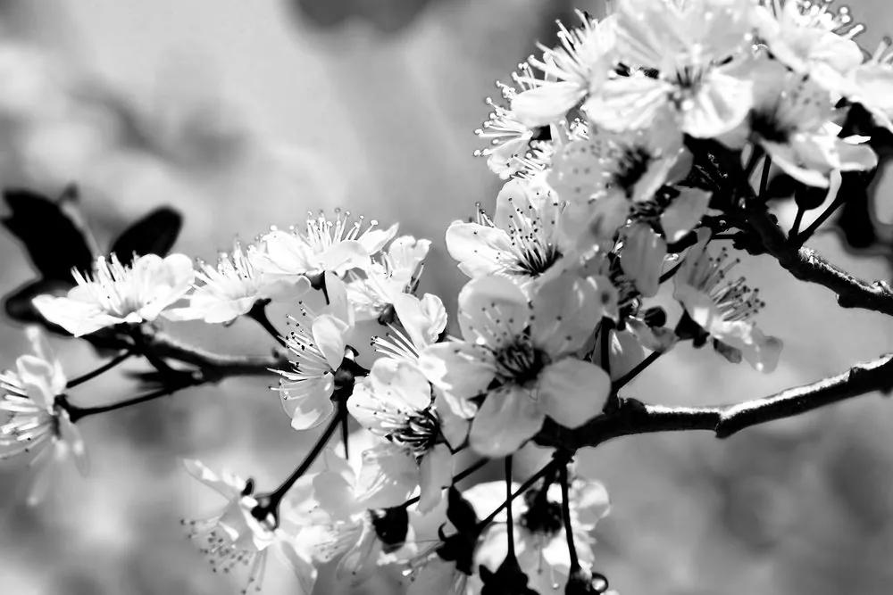 Obraz třešňový květ v černobílém provedení Varianta: 120x80