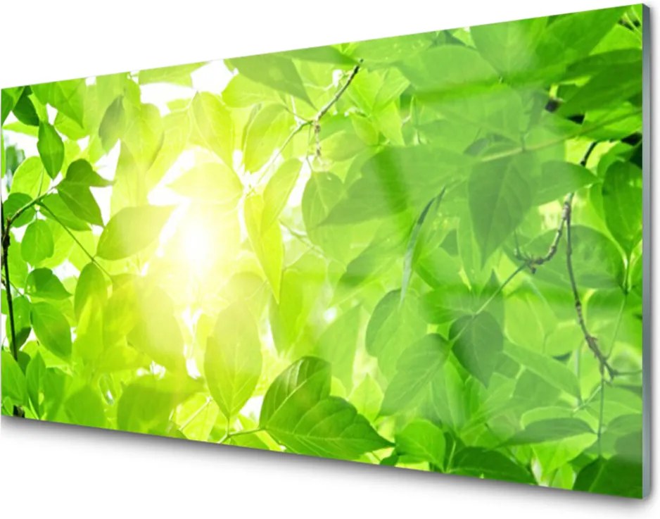 Plexisklo obraz Listy Příroda Slunce Rostlina