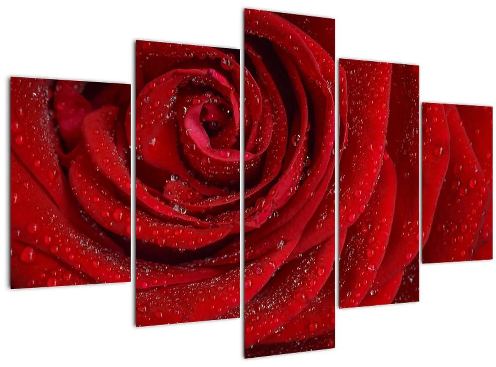 Obraz - detail růže (150x105 cm), 40 dalších rozměrů