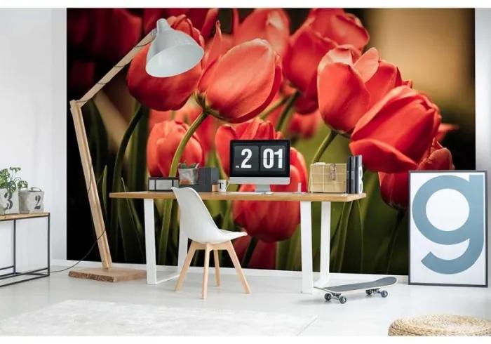 DIMEX | Samolepicí vliesová fototapeta na zeď Červené tulipány MA-5-0128 | 375 x 250 cm | zelená, červená