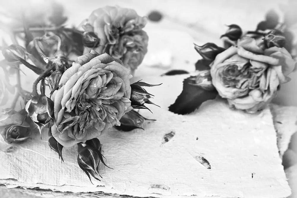 Tapeta růže v rozkvětu černobílé - 375x250 cm