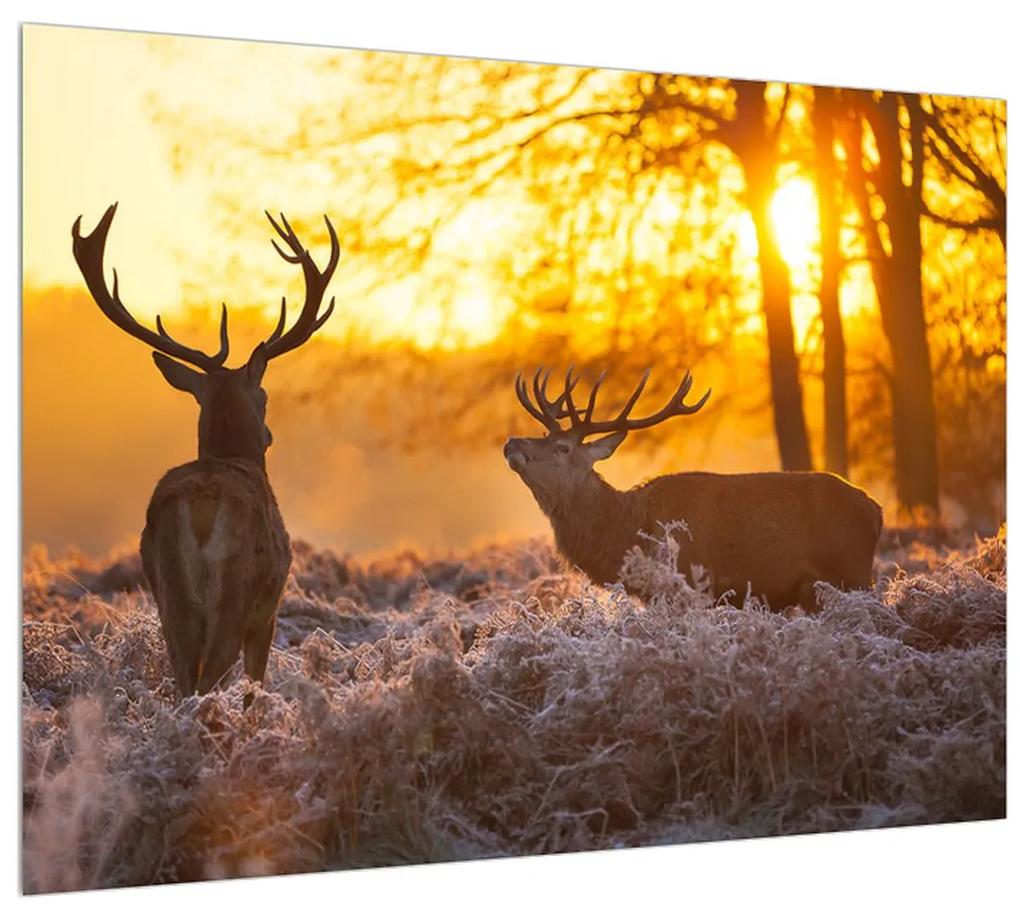 Obraz jelenů (70x50 cm)