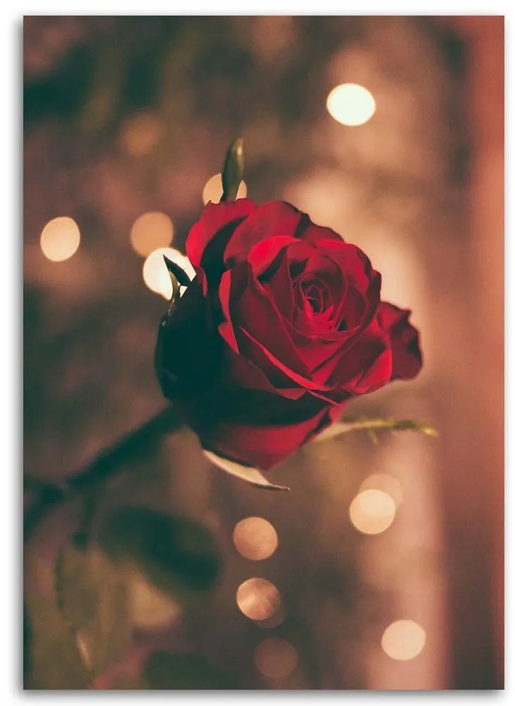 Gario Obraz na plátně Červená růže květ Rozměry: 40 x 60 cm