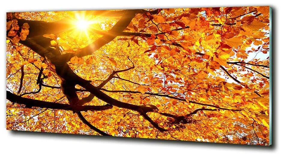 Wallmuralia Foto-obraz fotografie na skle Koruna stromů podzim 125x50 cm