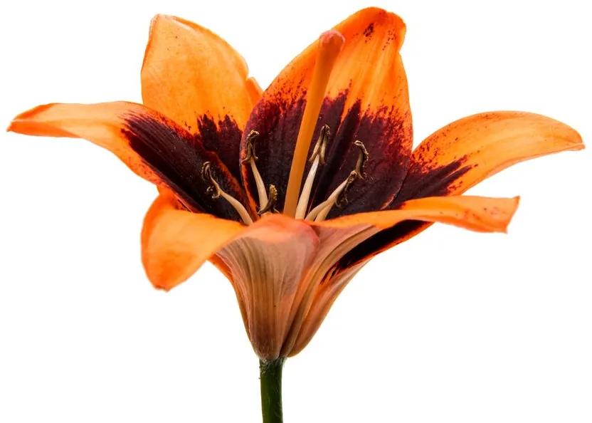 Obraz oranžová lilie