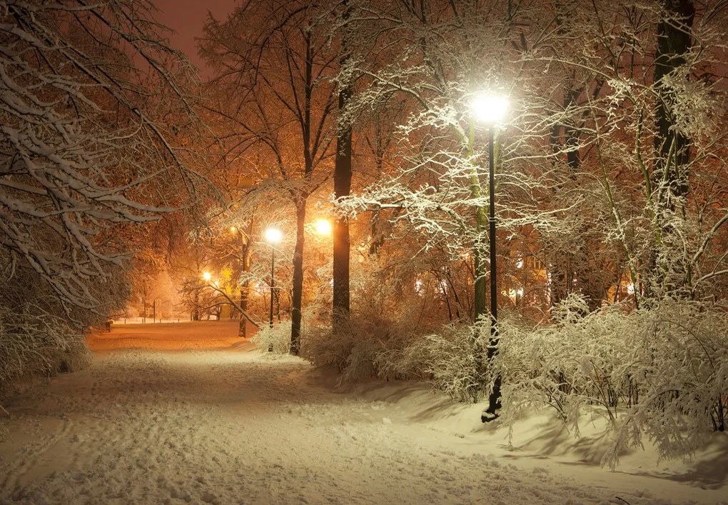 Fototapeta - Zasněžený park (245x170 cm)